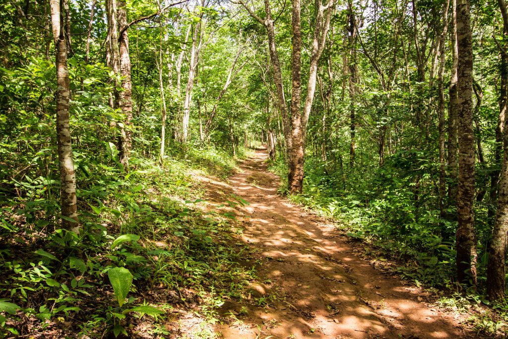 Reserva Legal: conservação da floresta e geração de renda ...